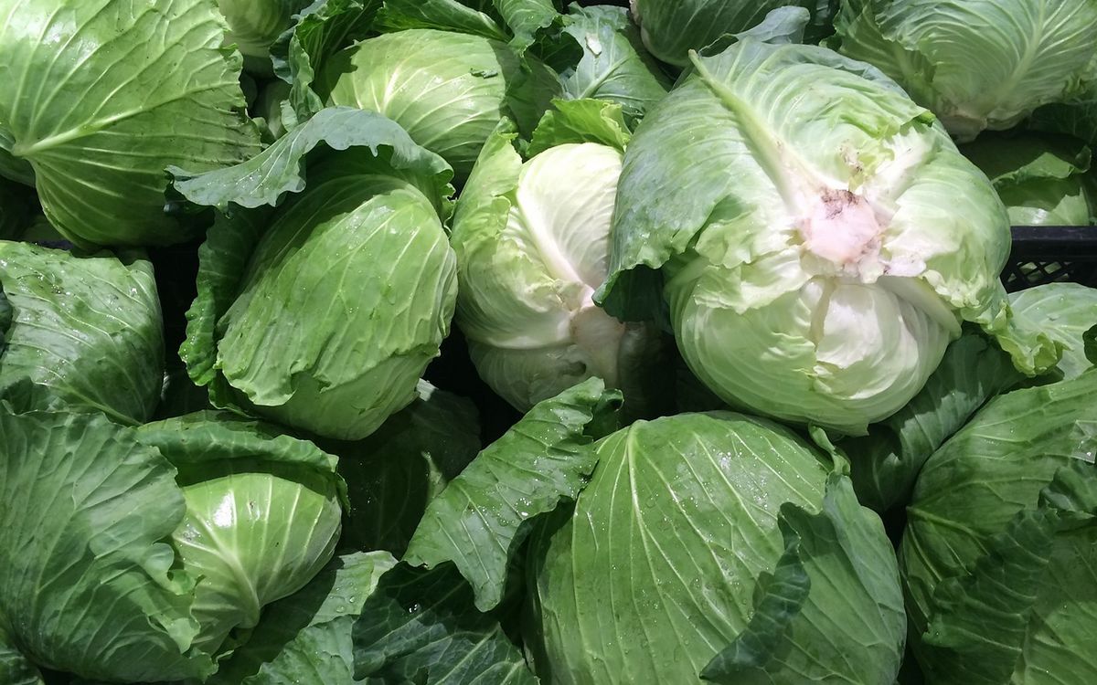 Kako izabrati najbolji kupus za kiseljenje i prepoznati koji je pun ...