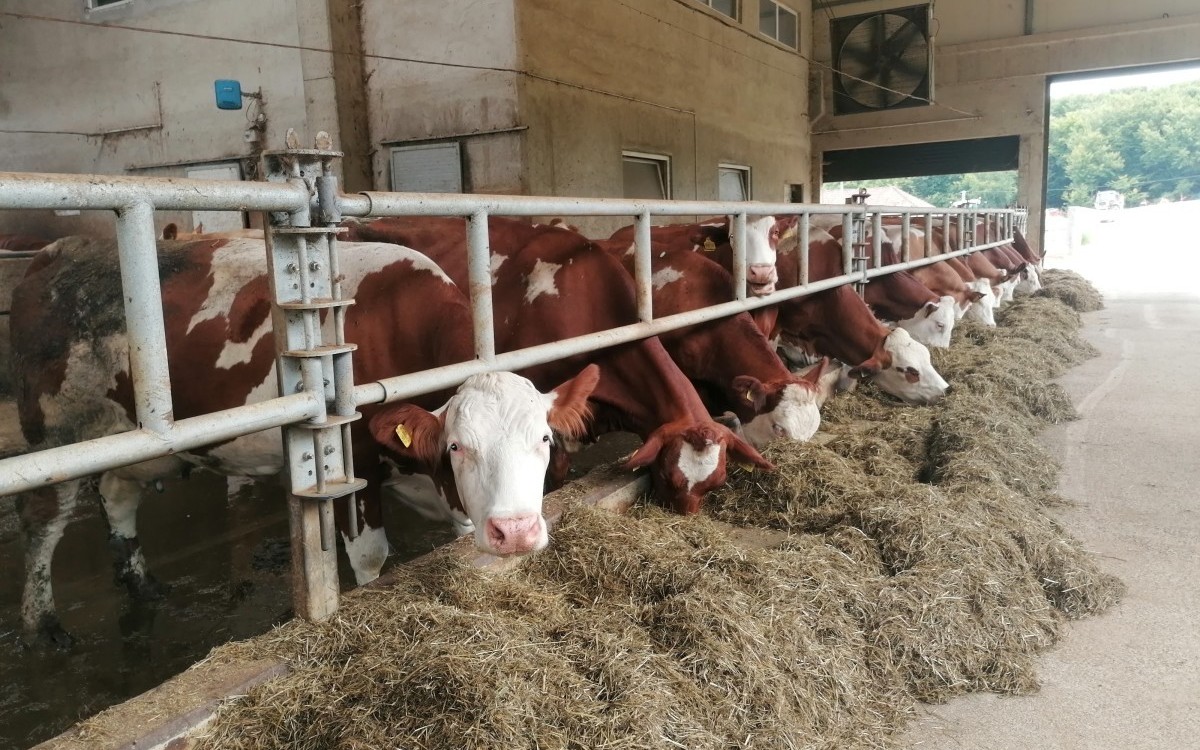 Farma u Derventi od milion maraka, krave s nanogicama, domaćin u ...