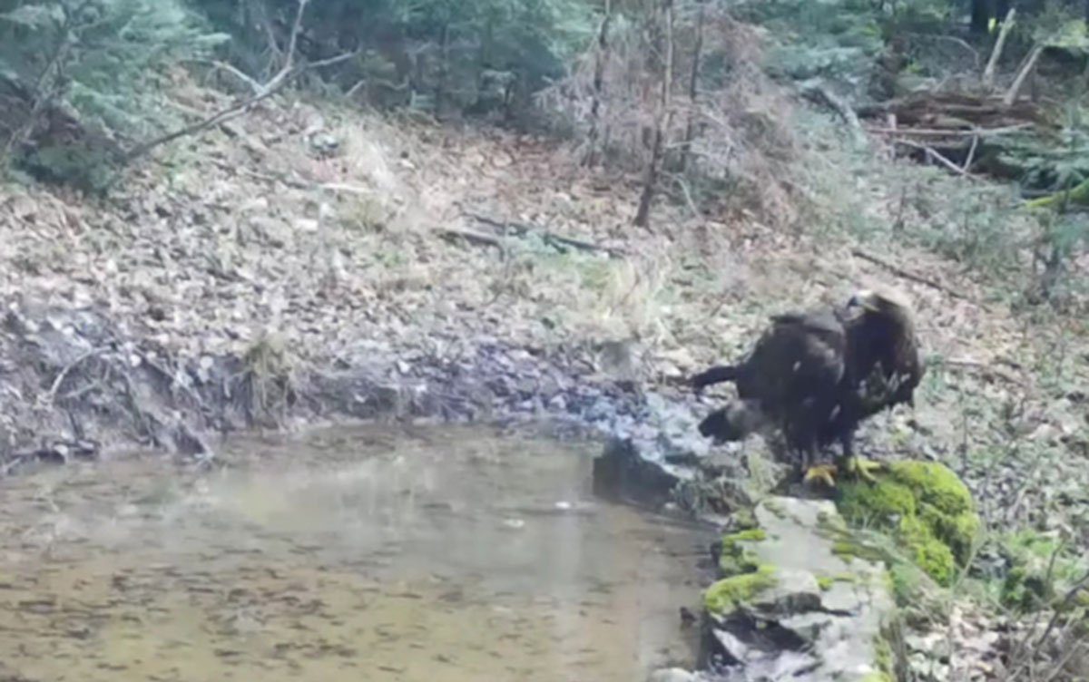 Opasni predator viđen u blizini BiH (VIDEO) - Glas Regije